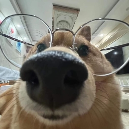 Augo / Commissioner R's Character Page